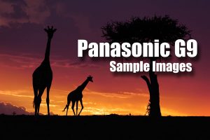 Panasonic G9 Sample Images « NEW CAMERA